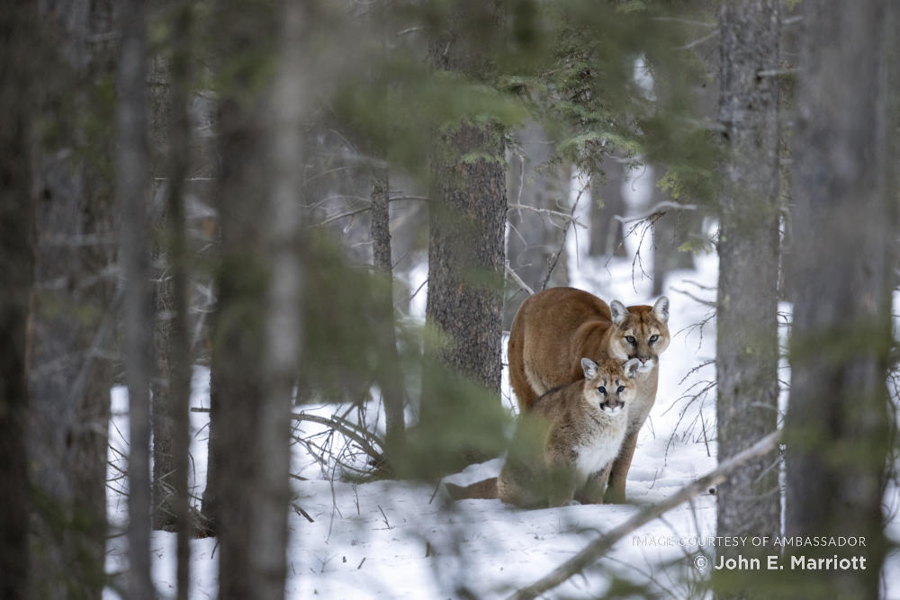 Exposed Wildlife Conservancy